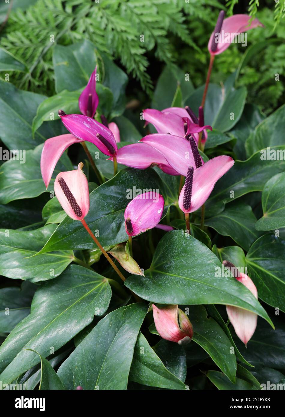 Pigtail hi-res stock photography and images - Alamy