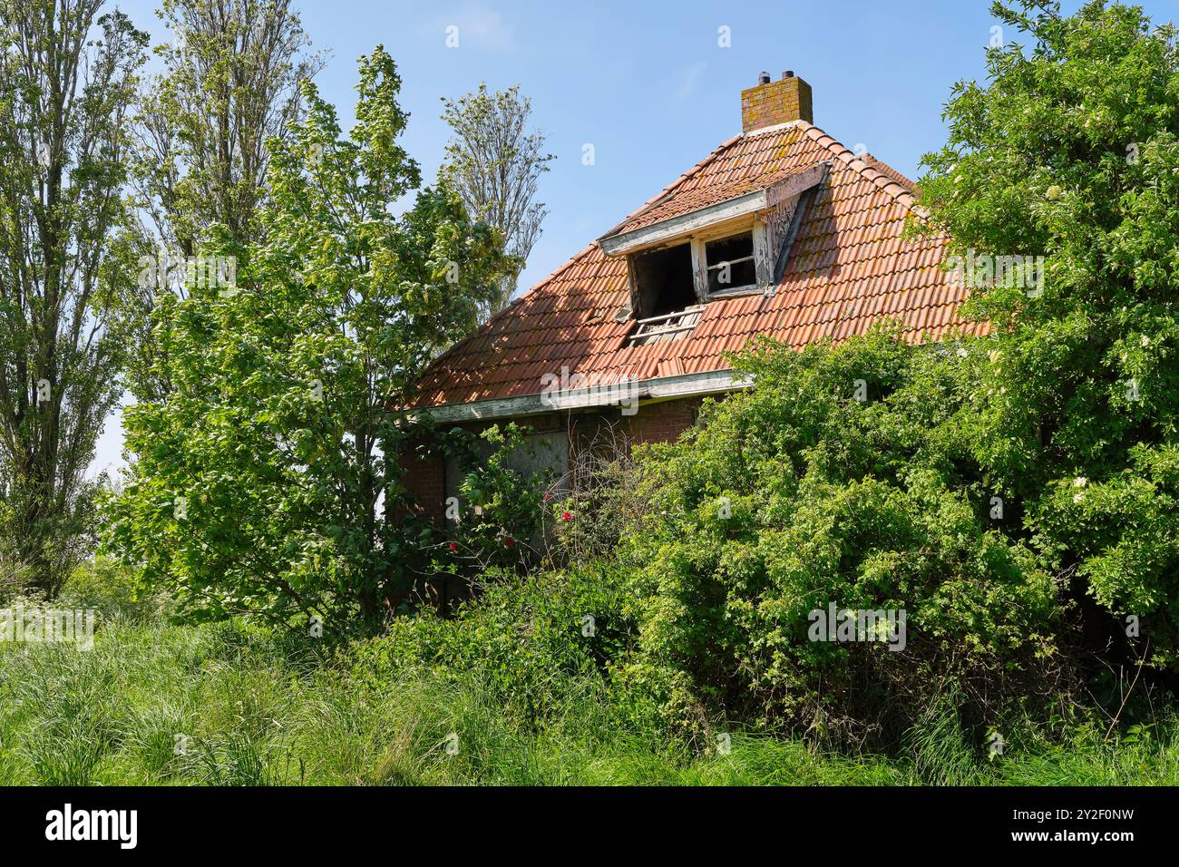 An abandoned and dilapidated farm house with red bricks on a neglected ...