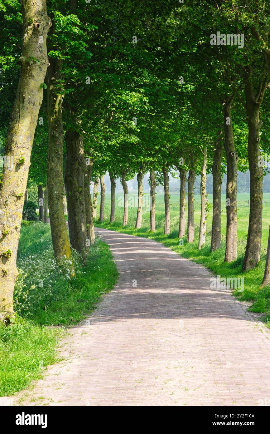 Avenue trees in netherlands hi-res stock photography and images - Alamy