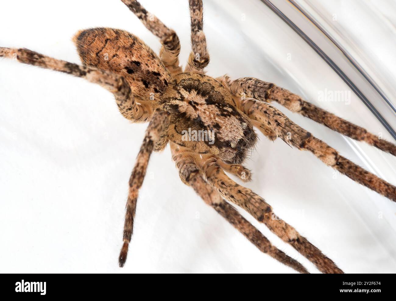 Nosferatu spider, body on light background, close-up with drawing on ...