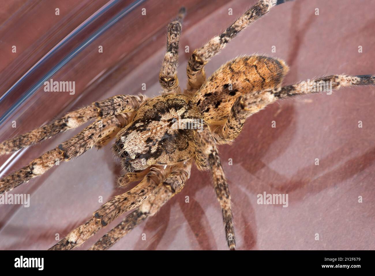 Nosferatu spider, trapped in glass, close-up with drawing on the back ...