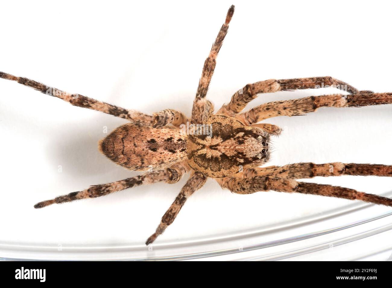 Nosferatu spider, body on light background, close-up with drawing on ...