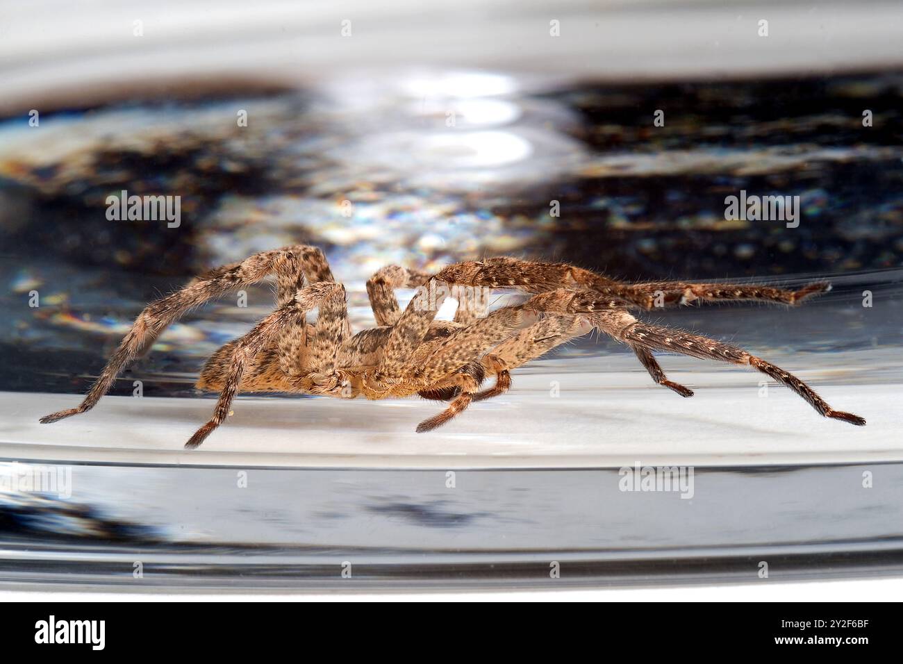 Spider side view hi-res stock photography and images - Alamy