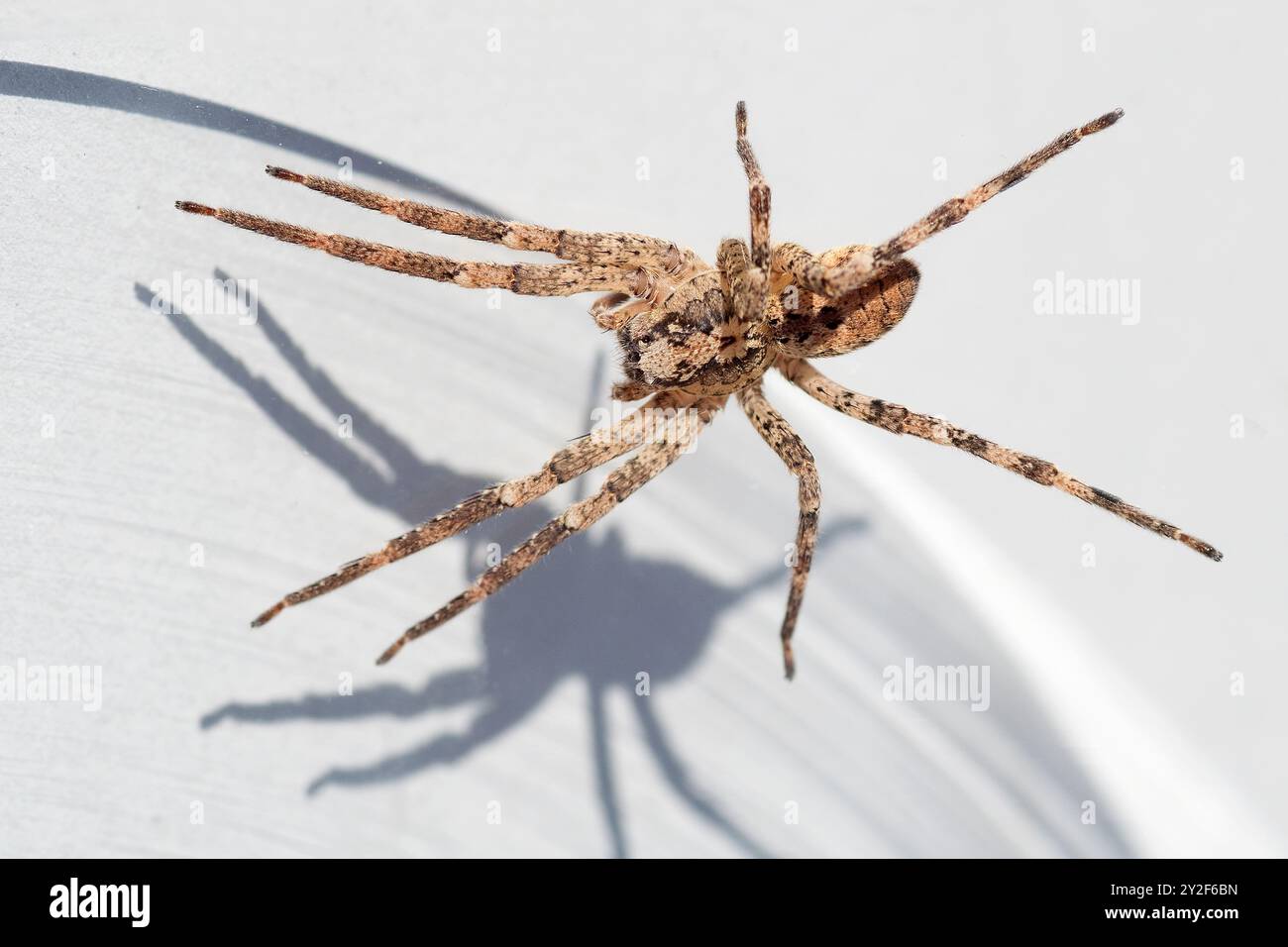 Nosferatu spider, body on light background, close-up with drawing on ...