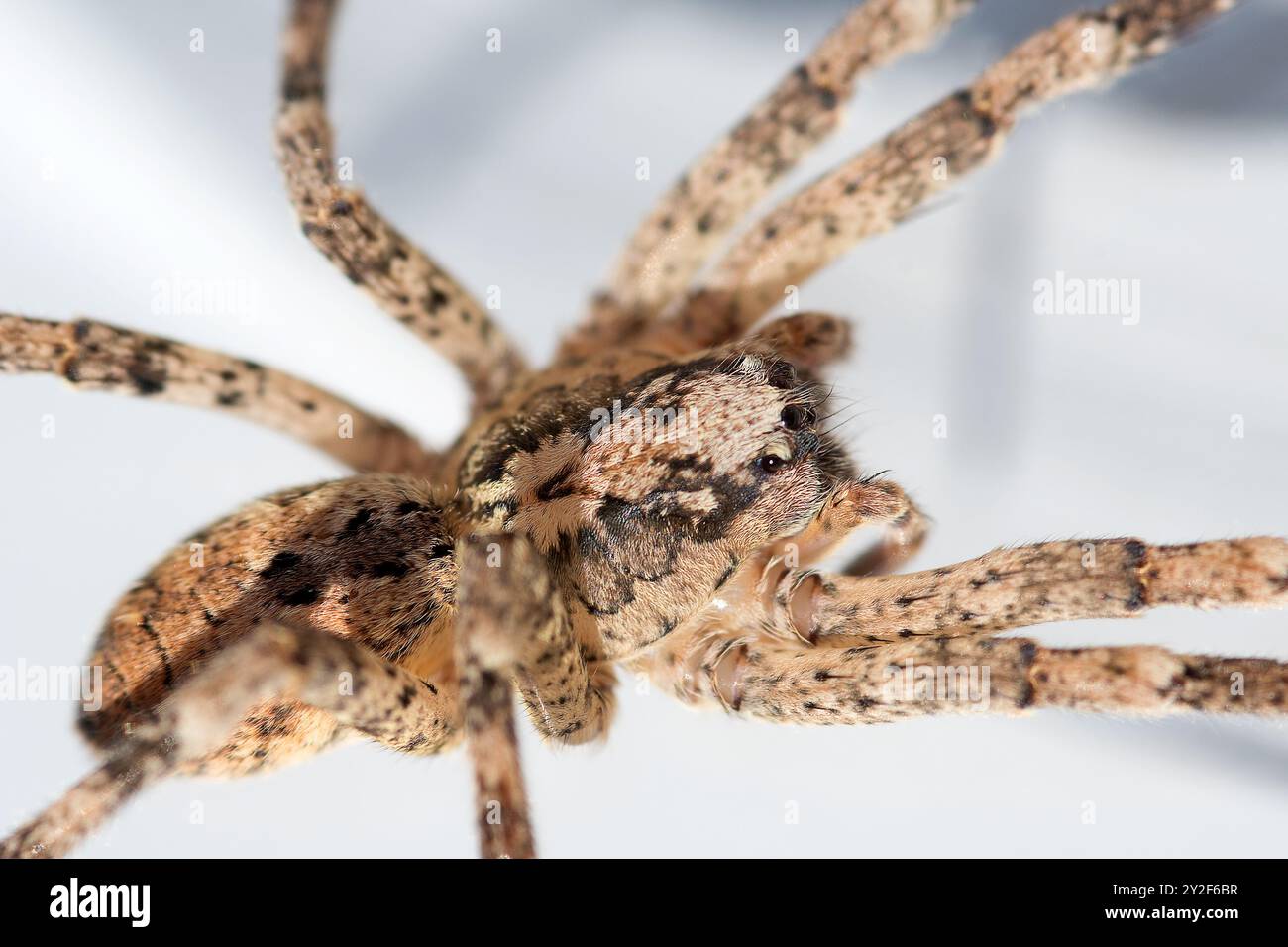 Nosferatu spider, body on light background, close-up with drawing on ...