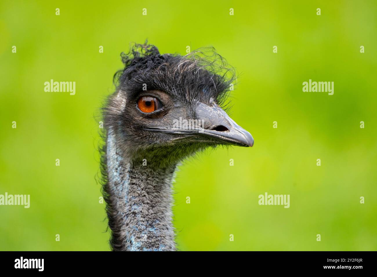 Characteristic facial structure hi-res stock photography and images - Alamy