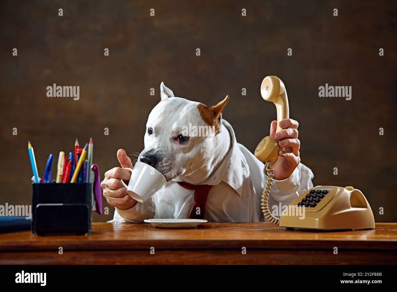 White dog wearing shirt, sitting at desk, holding phone to ear, and ...
