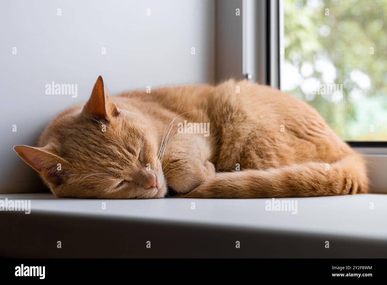 ginger cat sleeping curled up on the windowsill. the cat sleeps sweetly ...