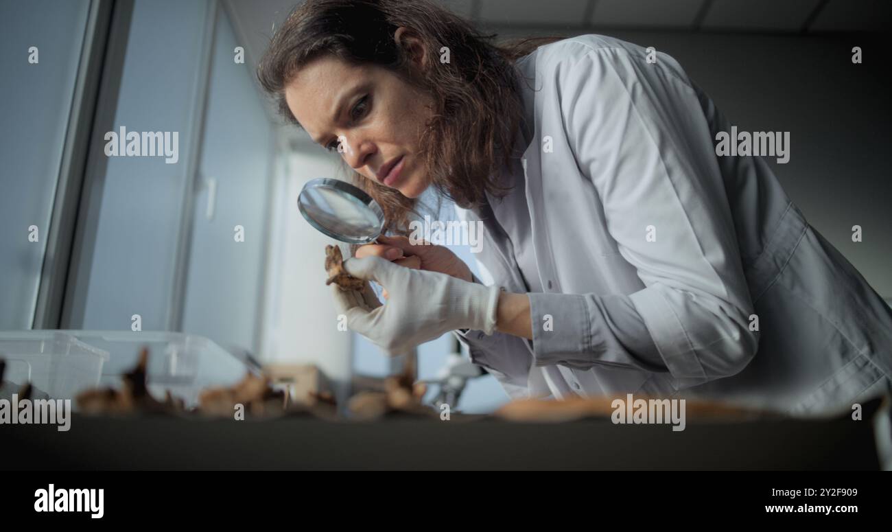 Female scientist works with specimen collection of fossil remains in ...