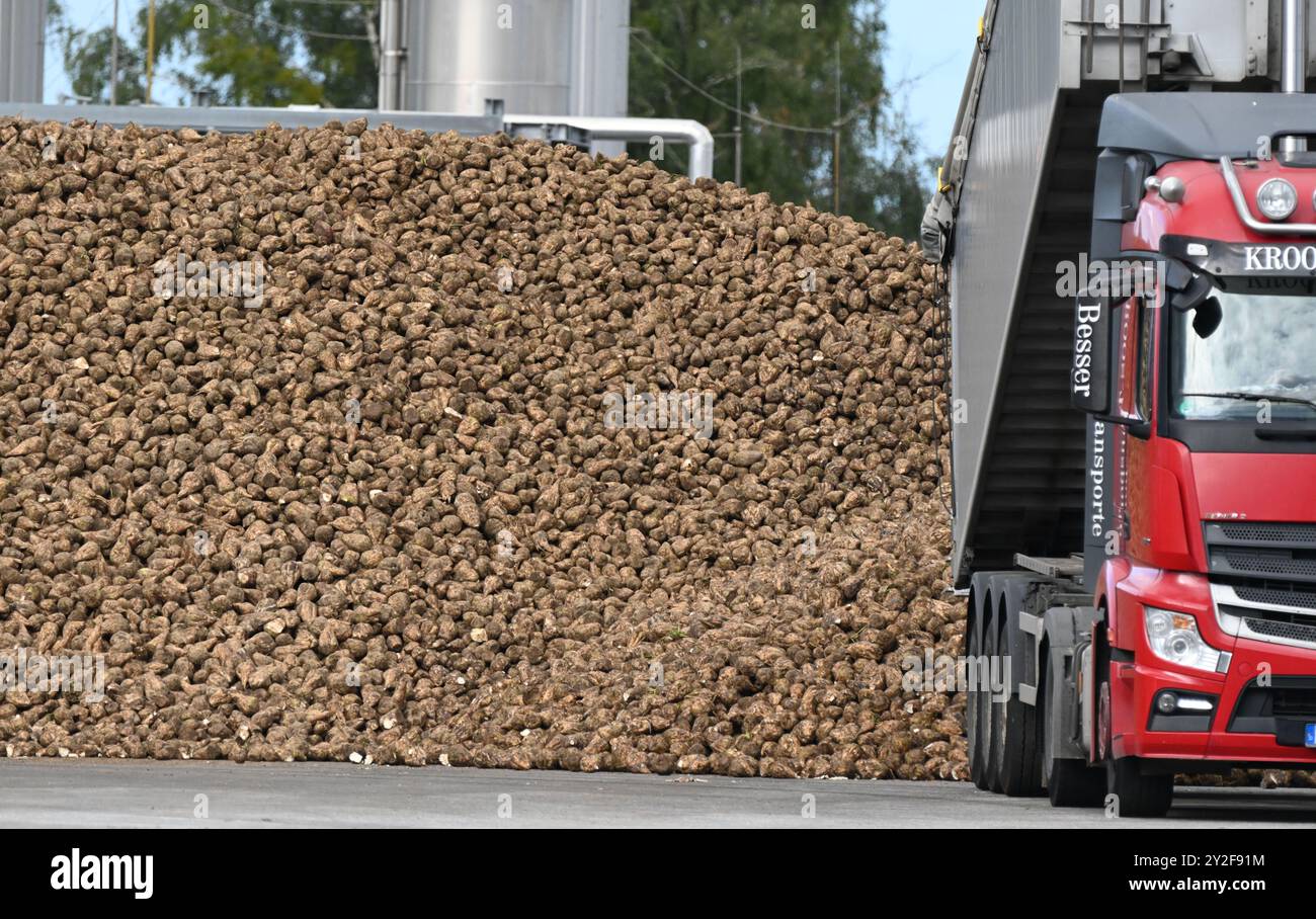 Anklam, Germany. 10th Sep, 2024. Sugar beet lies in storage at the ...