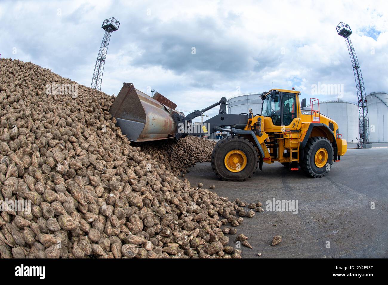 Anklam, Germany. 10th Sep, 2024. A wheel loader transports sugar beet ...