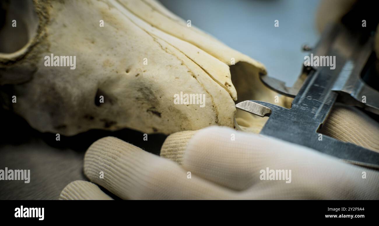 Close up shot of measuring bone of ancient human or animal using ...