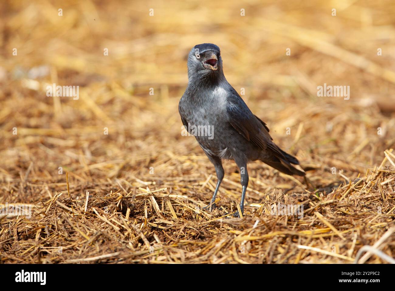 western jackdaw (Coloeus monedula) searches for food photographed in ...