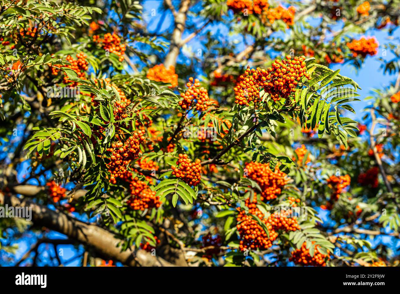 red rowan berries hang in clusters on a branch. Rowan (Sorbus aucuparia ...
