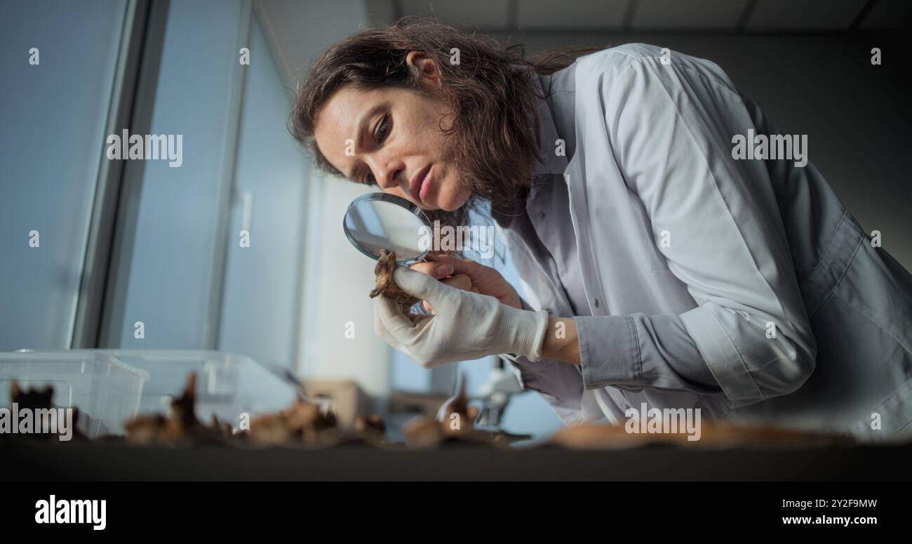 Female scientist works with specimen collection of fossil remains in ...