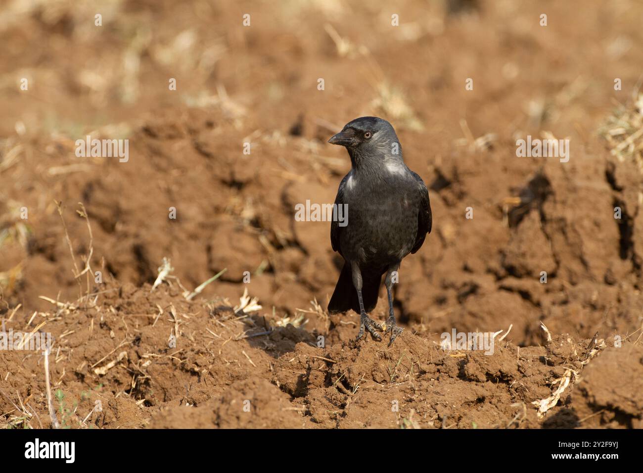 western jackdaw (Coloeus monedula) searches for food photographed in ...
