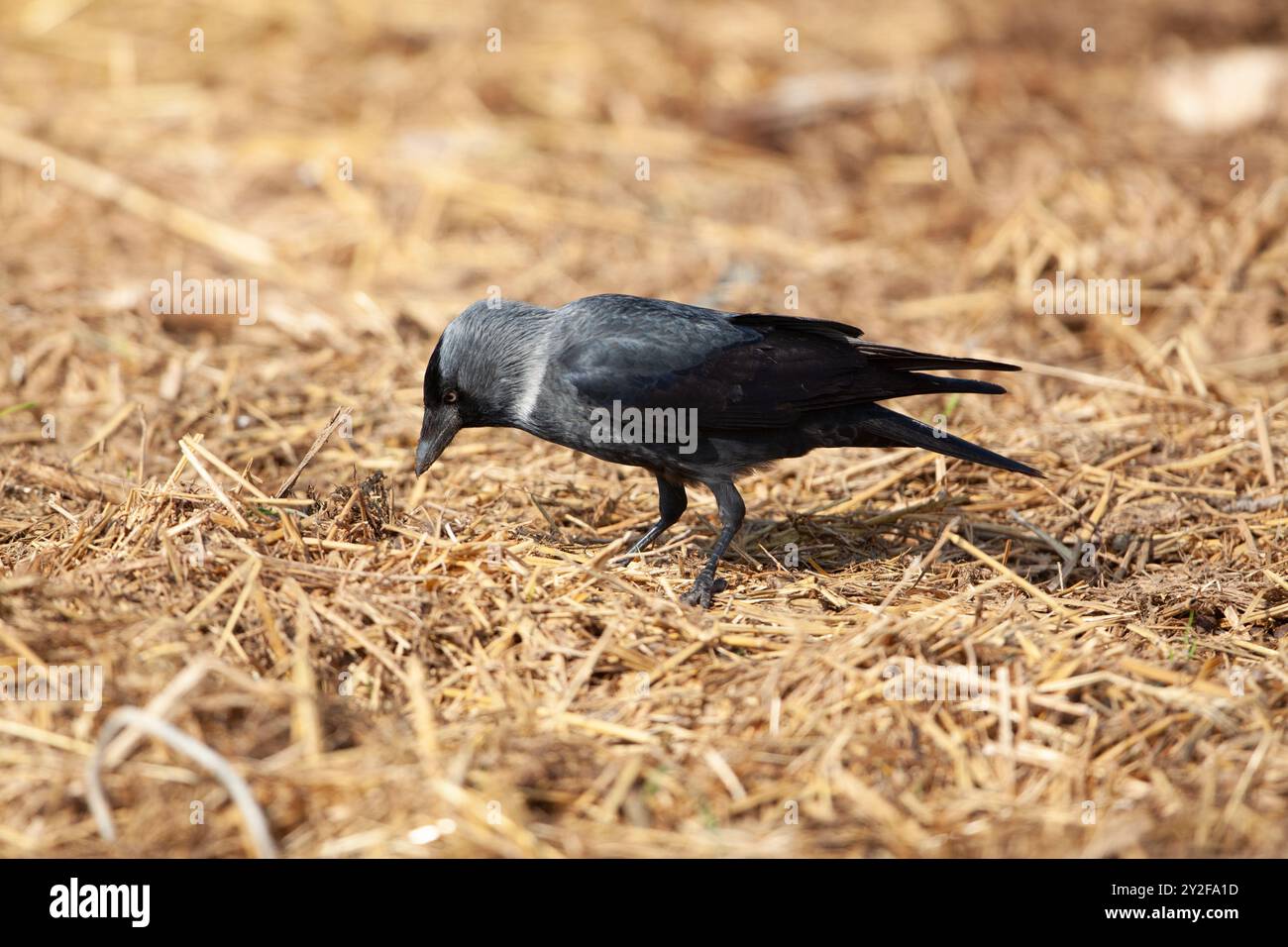 western jackdaw (Coloeus monedula) searches for food photographed in ...