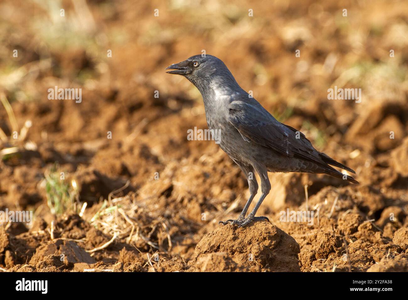 western jackdaw (Coloeus monedula) searches for food photographed in ...