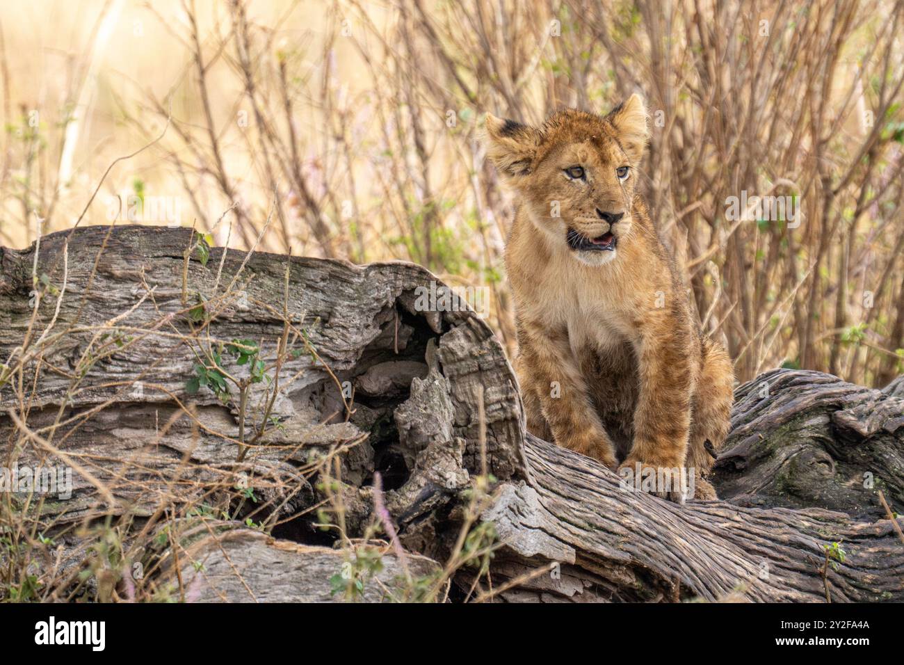 A lone Lion cub standing on a rocky mound. Photographed in Tanzania in ...