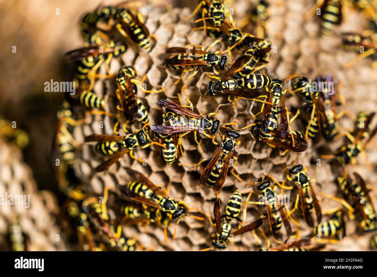 European paper wasp (Polistes dominula) on their nest. They are social ...