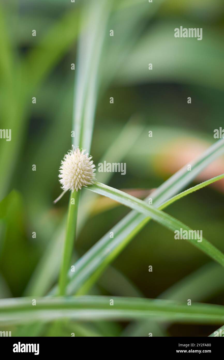 close-up of coco or java grass or nutgrass plant with tiny white flower ...