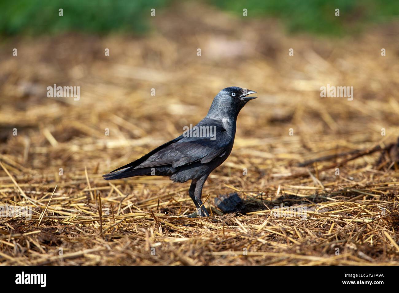 western jackdaw (Coloeus monedula) searches for food photographed in ...
