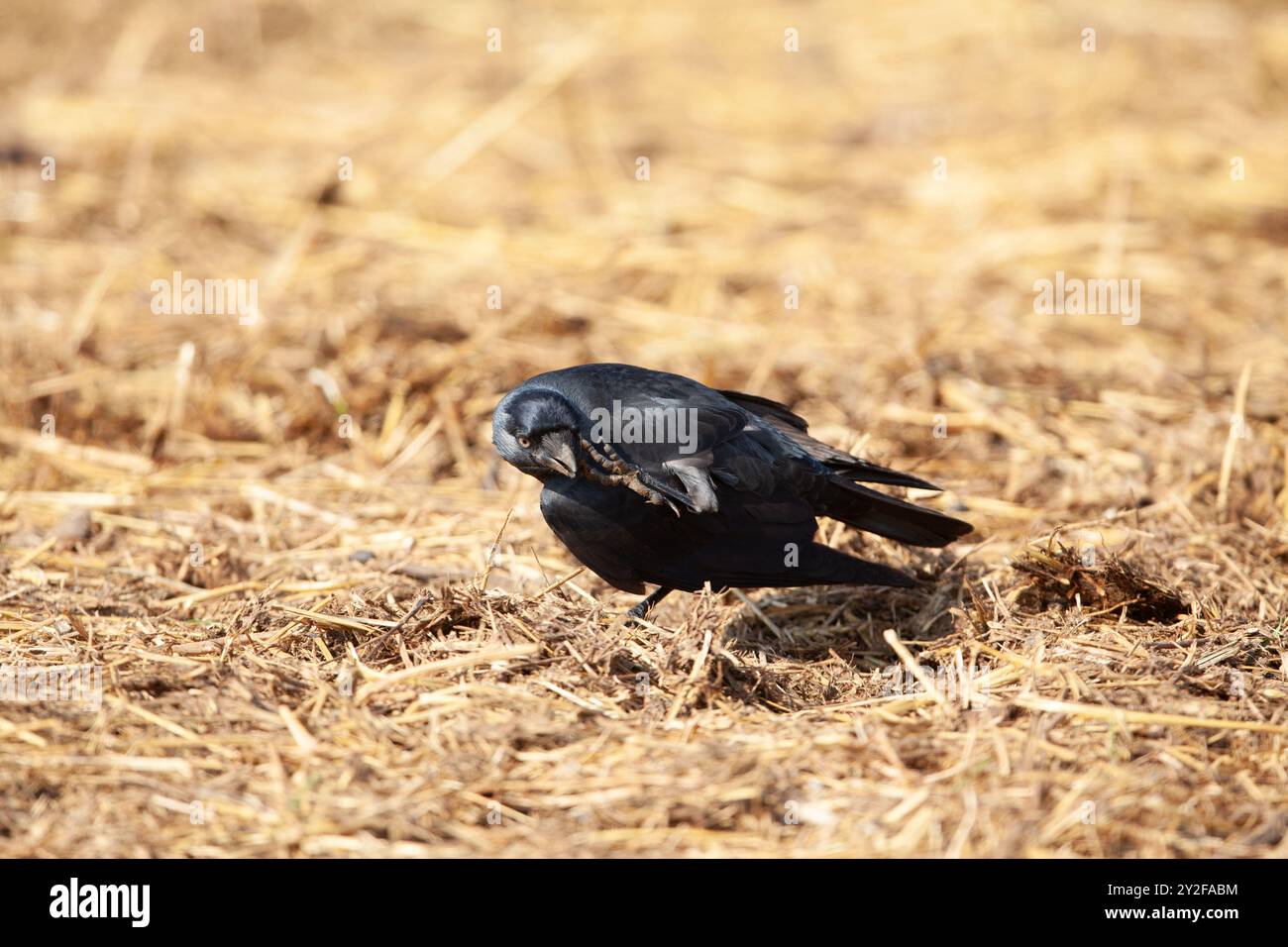 western jackdaw (Coloeus monedula) searches for food photographed in ...