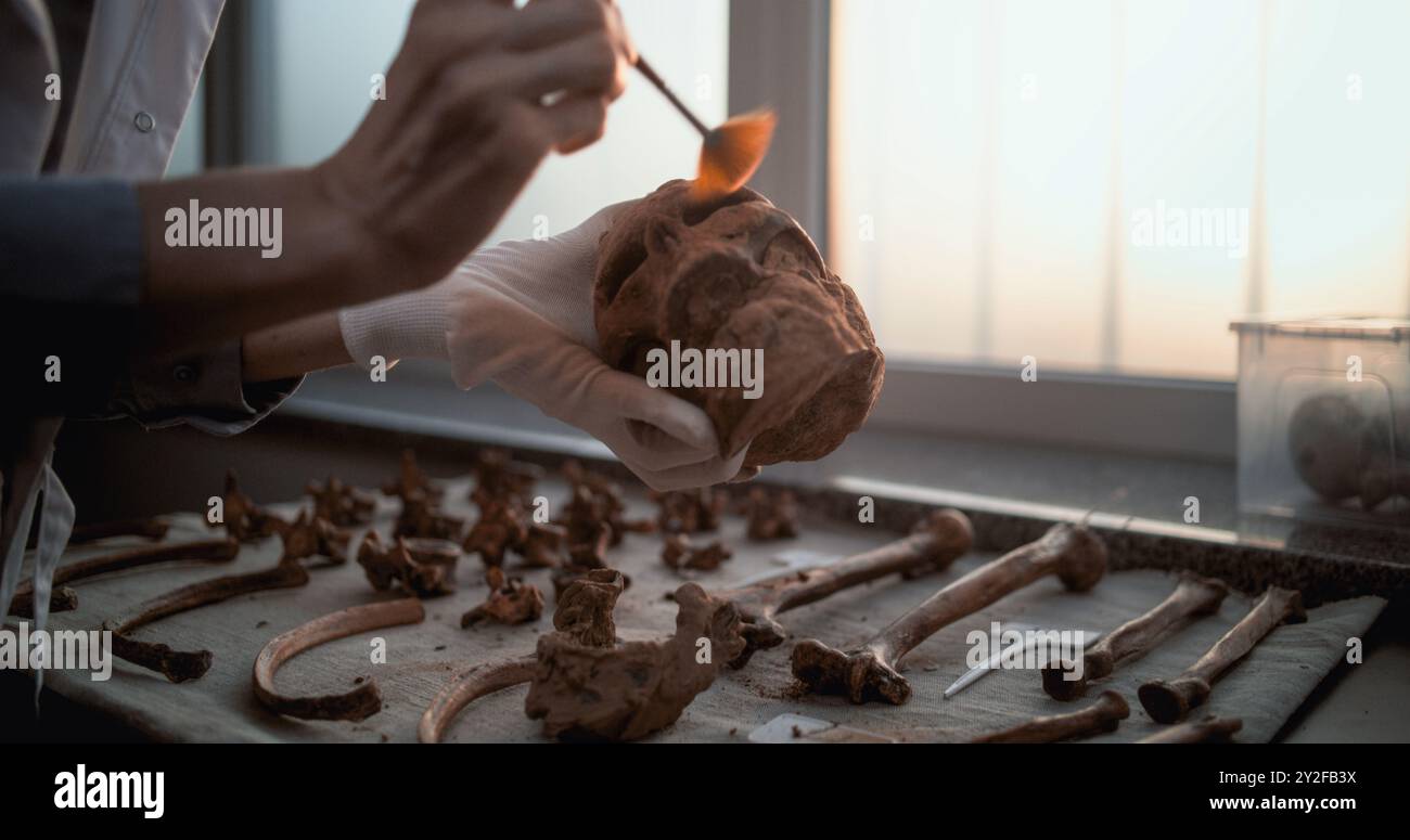 Close up of scientist or archaeologist cleaning skull with brush ...