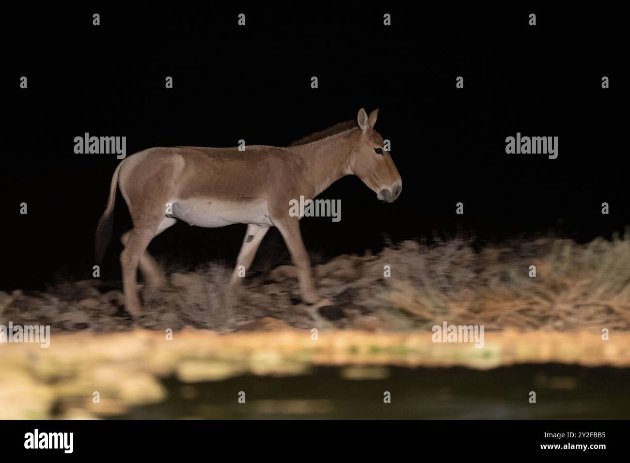 Night photography of a wild onager (Equus hemionus onager), also known ...
