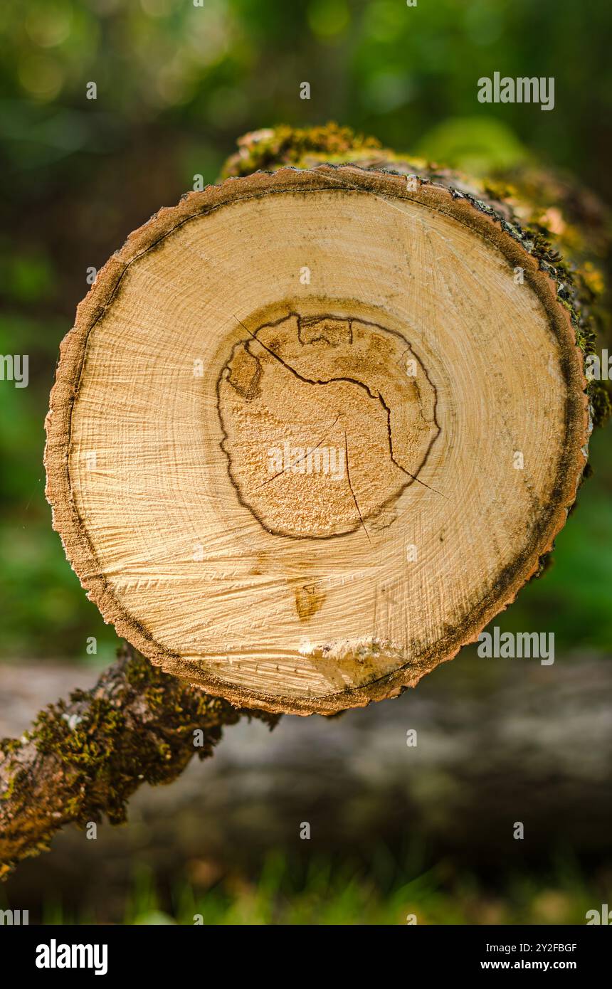 circular pieces of wood cross section with tree ring in forest . High ...