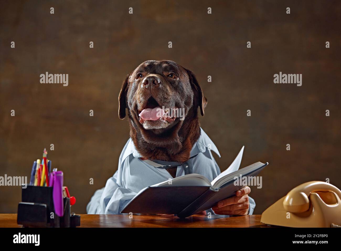 Brown Labrador, dog wearing shirt, sitting at desk, holding notebook ...