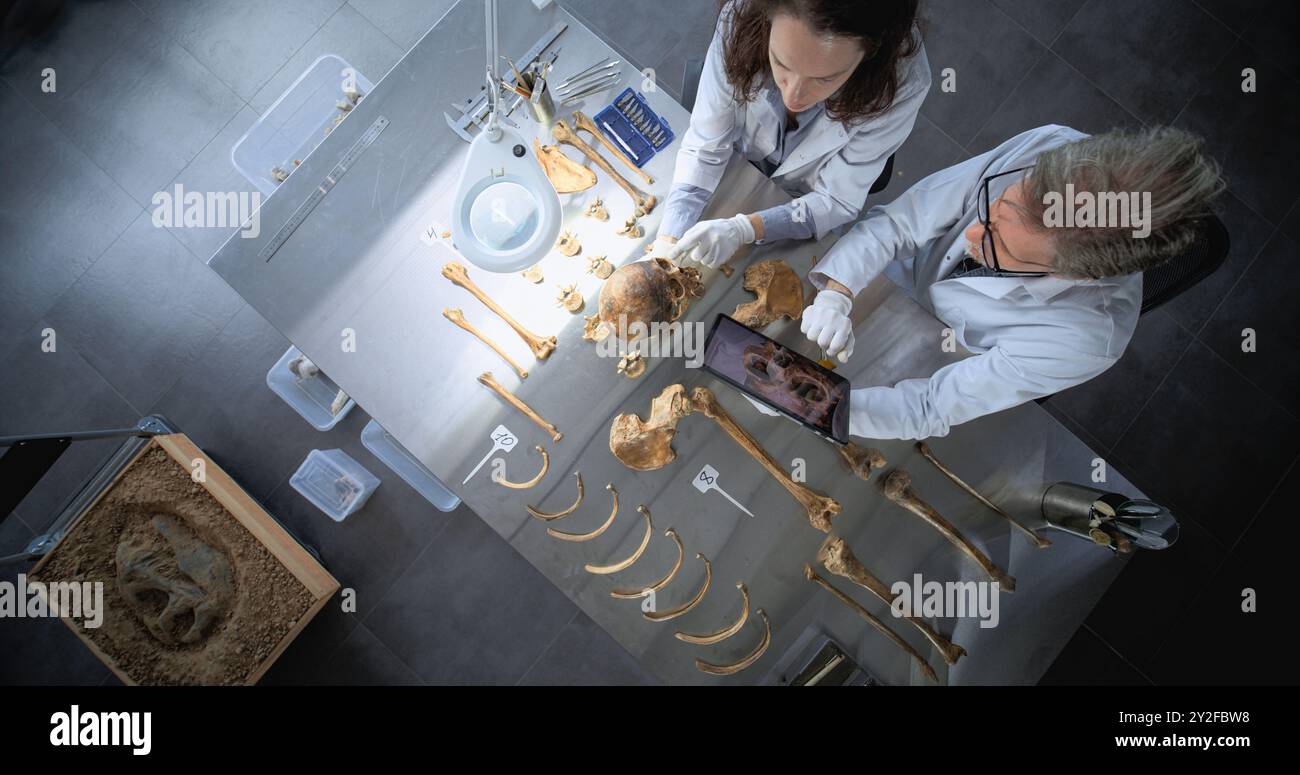 Top view of two scientists studying bones of ancient human skeleton ...