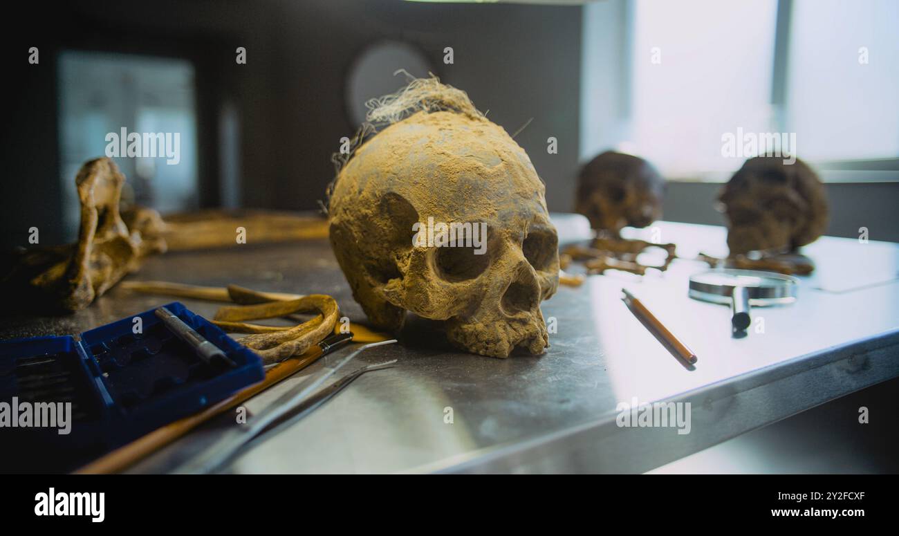 Archaeological laboratory: Skull of prehistoric human on table. Ancient ...