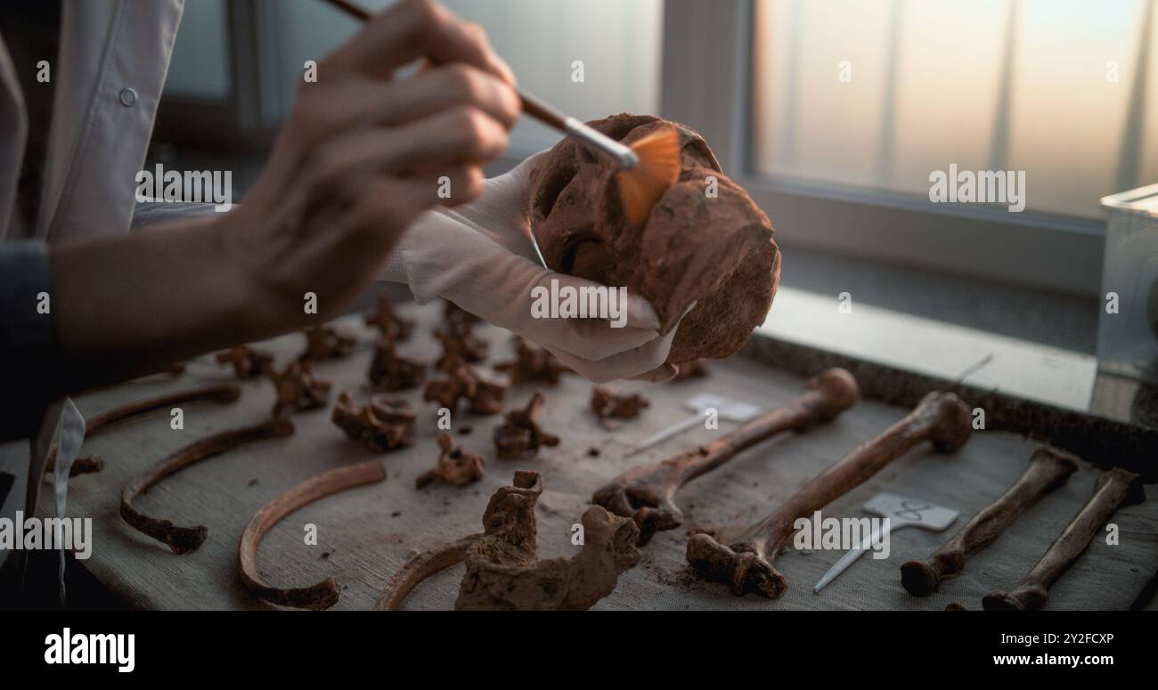 Close up of scientist or archaeologist cleaning skull with brush ...