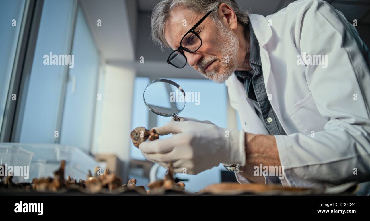 Mature scientist works with specimen collection of fossil remains in archaeological laboratory ...