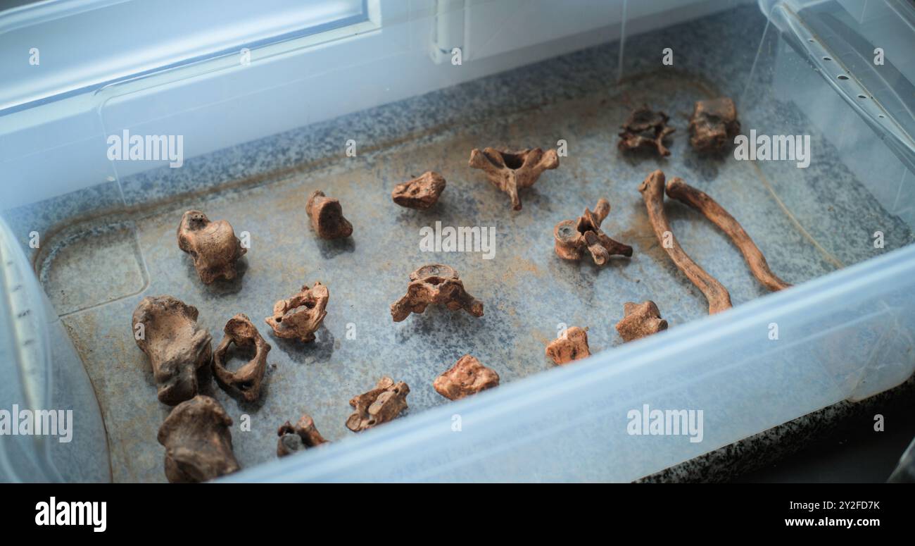 Close up of fossil specimen collection lying in box in archaeological ...