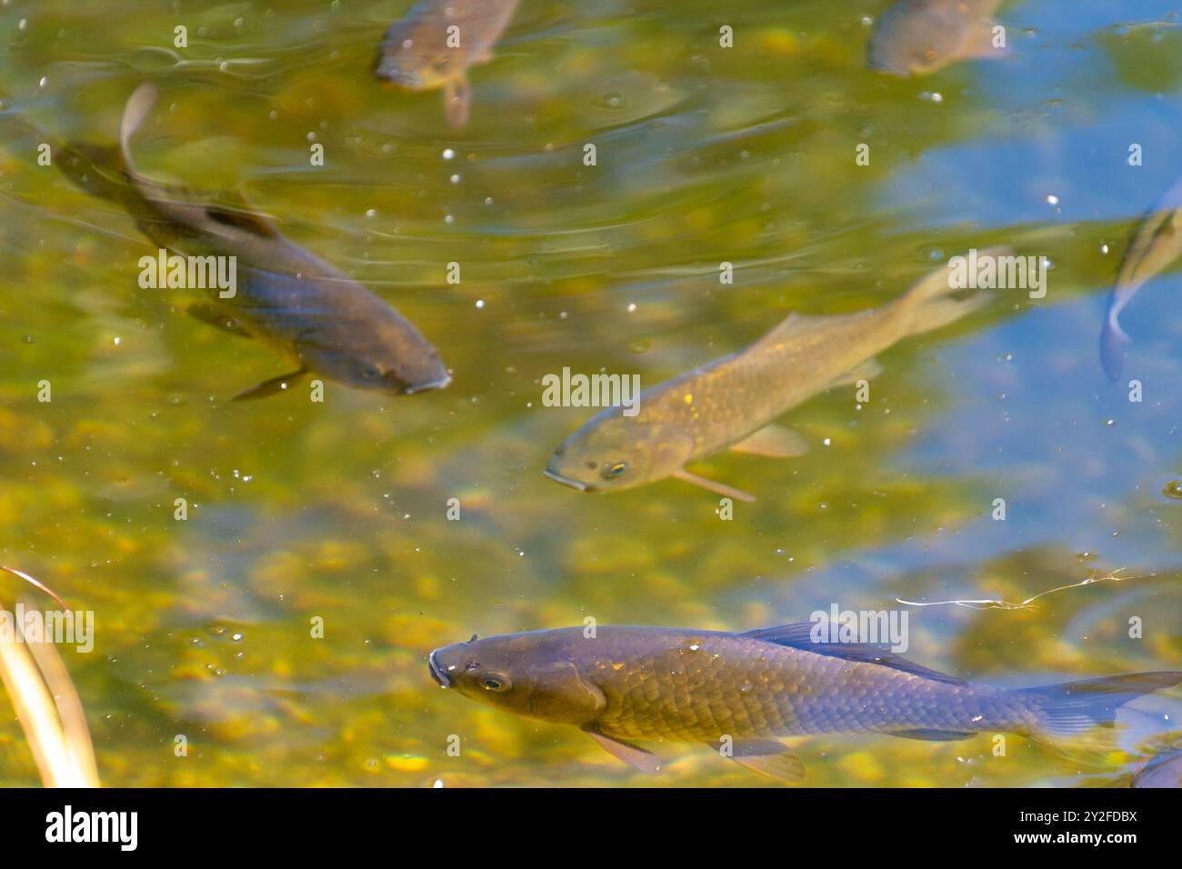 The Eurasian carp swims in a pond. European carp (Cyprinus carpio). the ...