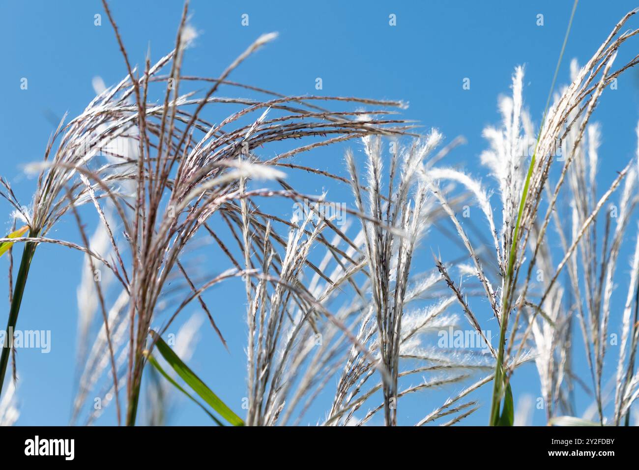 Miscanthus sacchariflorus, the Amur silvergrass against blue sky ...