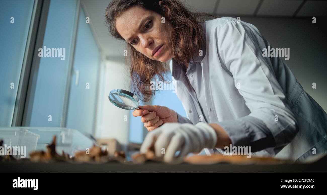Female scientist works with specimen collection of fossil remains in ...