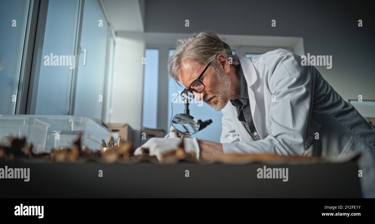 Mature scientist works with specimen collection of fossil remains in archaeological laboratory ...