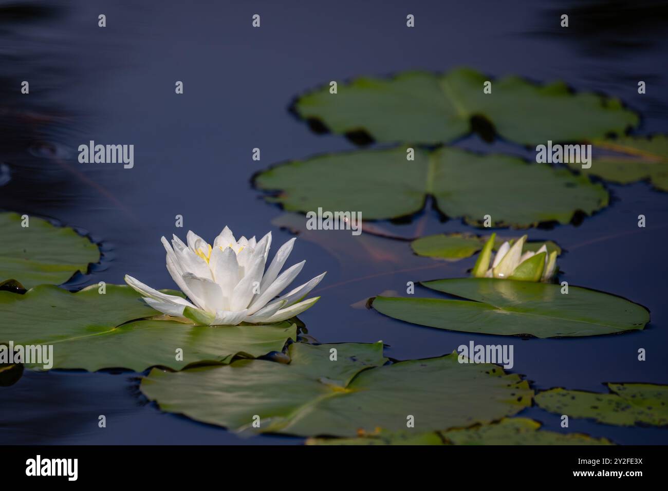 American White Water Lily (Nymphaea odorata) on Lake Nokomis in ...