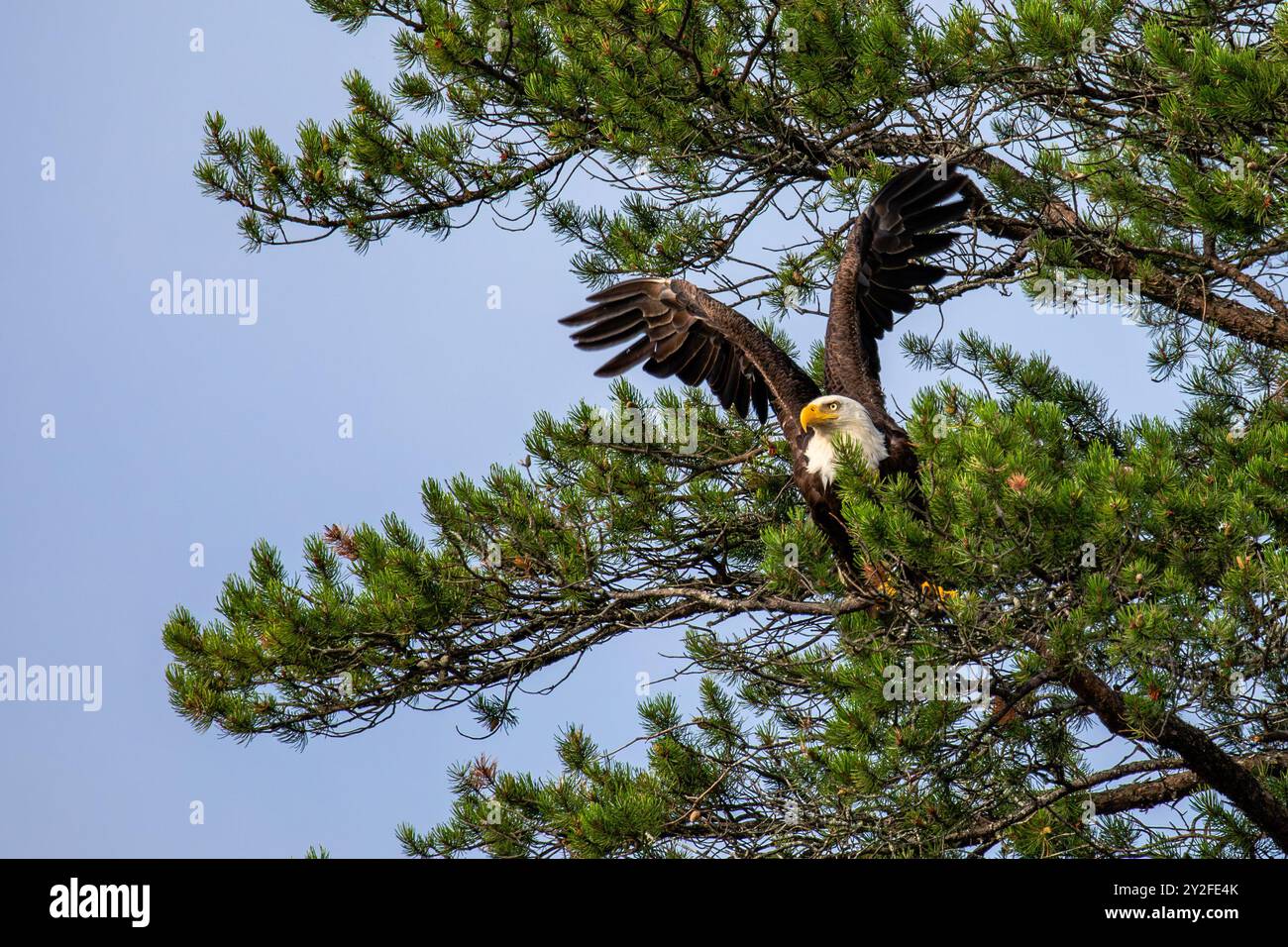 Bald Eagle (Haliaeetus leucocephalus) adult, perched in a Wisconsin ...