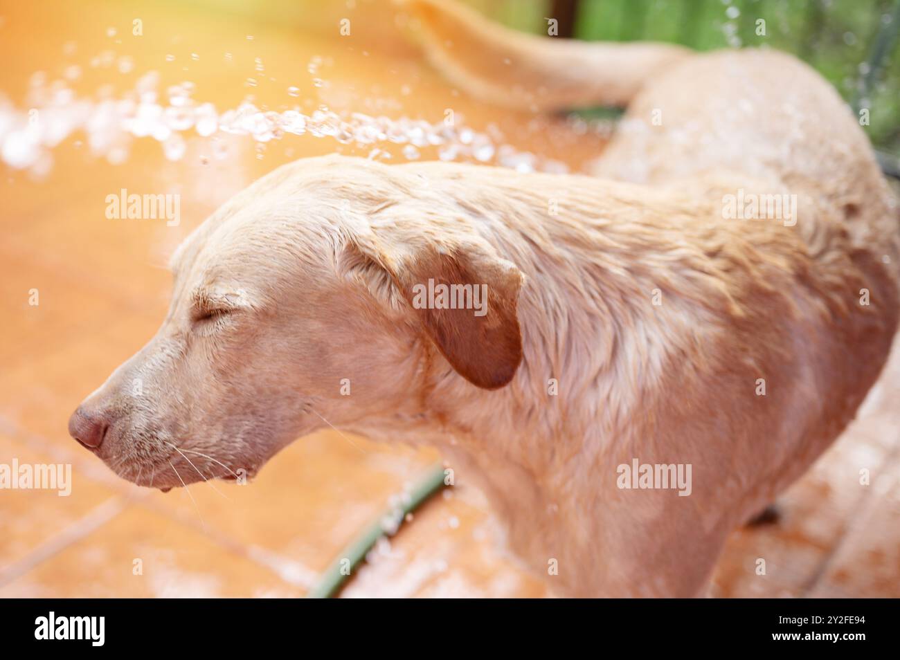 Calm labrador dog taking shower outside on backyard background Stock ...