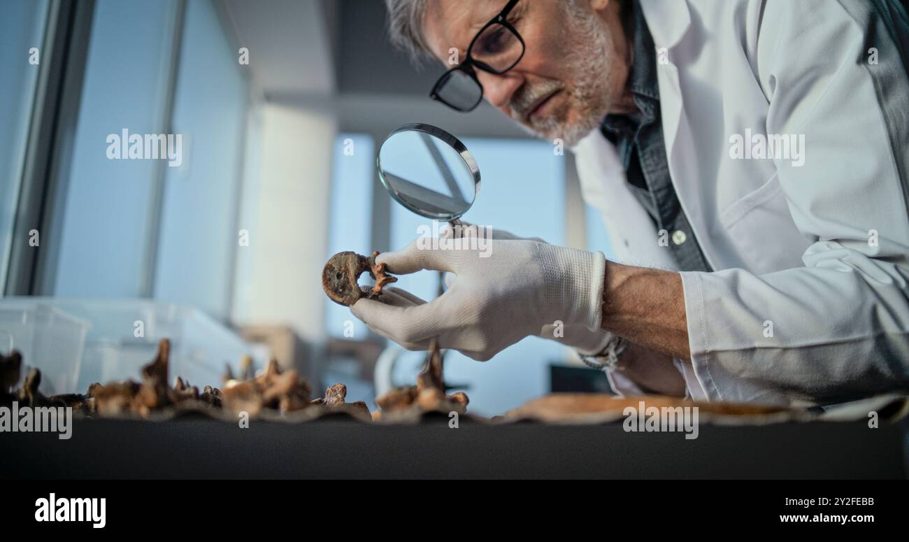 Mature scientist works with specimen collection of fossil remains in archaeological laboratory ...