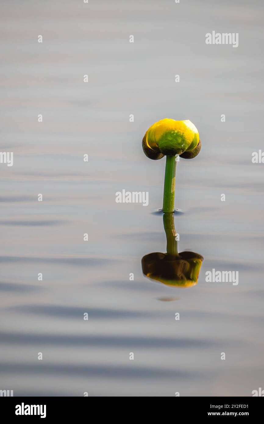 Nuphar variegata (Yellow Pond-lily) or verigated pond lily refection in ...