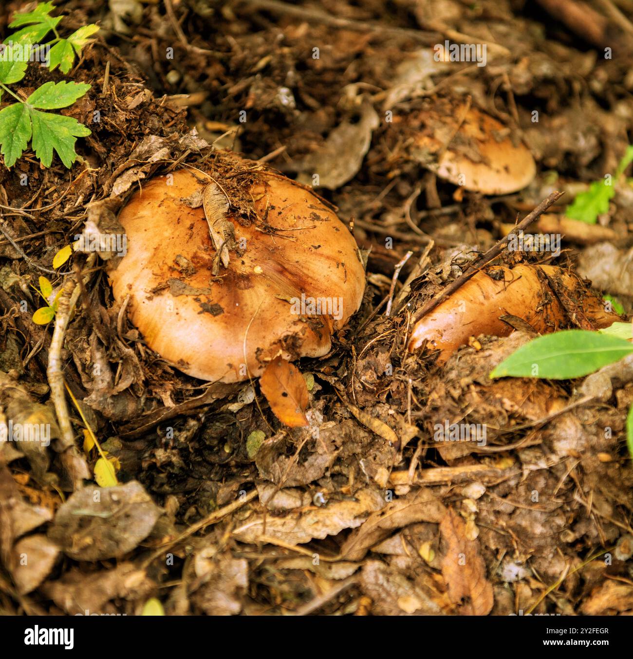 Valuy mushrooms, Latin Rússula foétens, grown in rotted leaves in the ...
