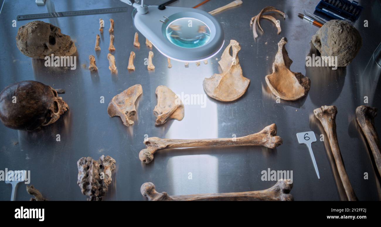 Specimen collection of fossil skulls, remains of ancient extinct human ...