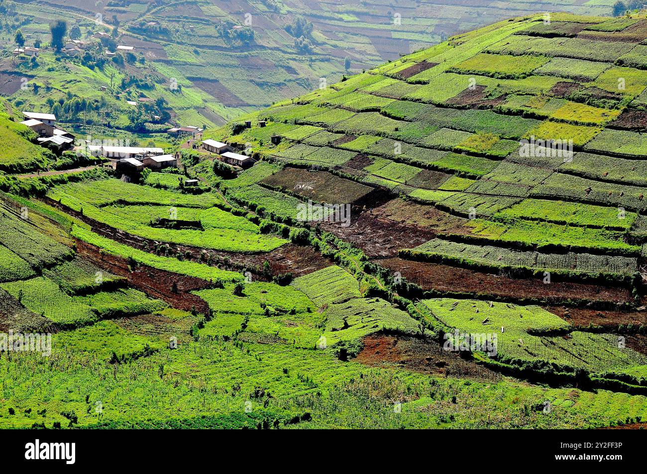 Kisoro terraces Uganda Stock Photo - Alamy