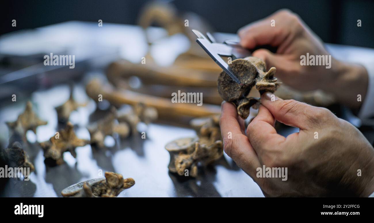 Close up of measuring bones of prehistoric human or animal using ...