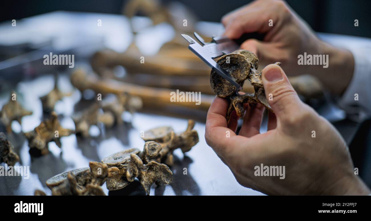 Close up of measuring bones of prehistoric human or animal using ...